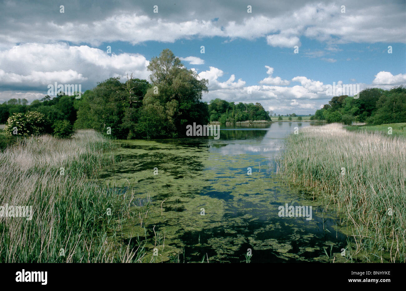 Nature reserve Ireland Carlow Oak Park Lake Algae Fish Weeds Scenery ...