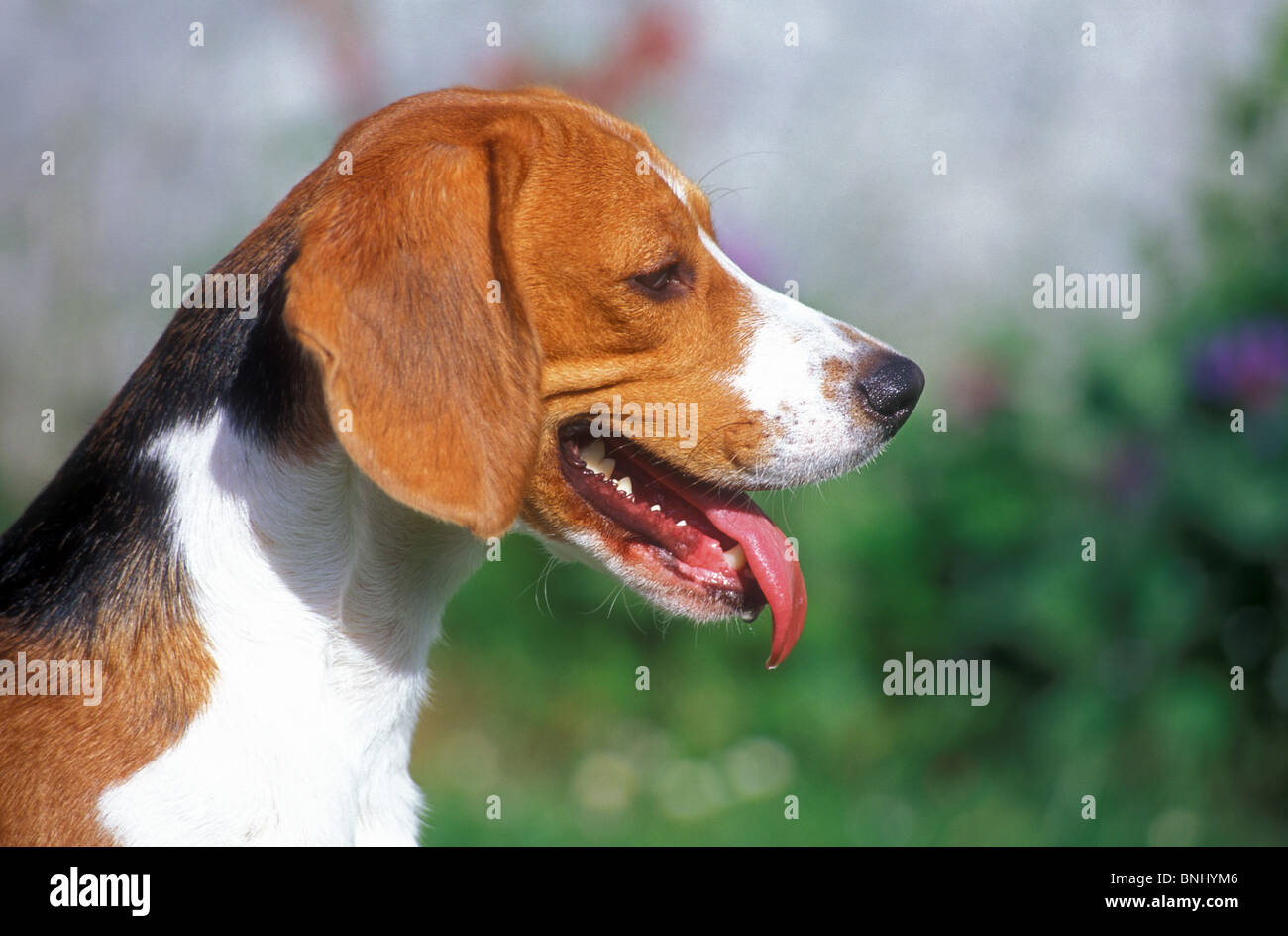 Beagle Puppy Animal Animals domestic dog pet outside outdoors side-face ...