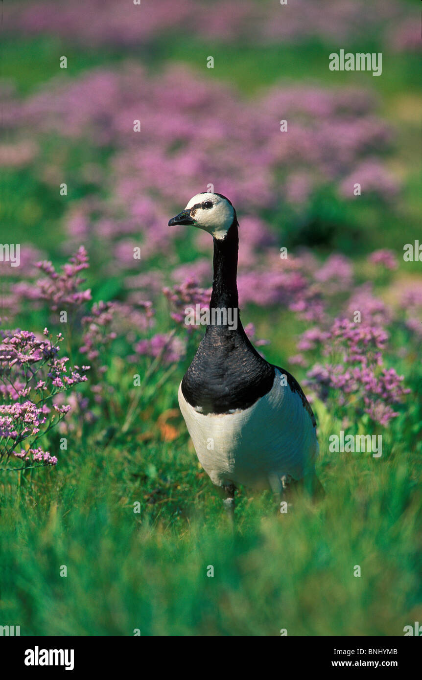 Barnacle goose sea lavender Belgium Branta leucopsis Animal Animals ...