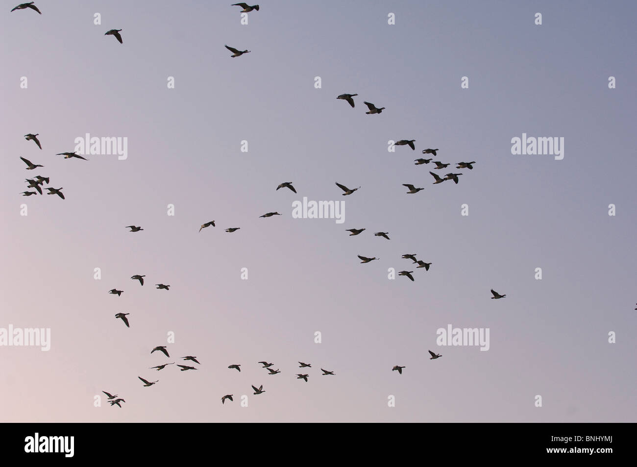 Barnacle goose Belgium Branta leucopsis Animal Animals bird coast ...