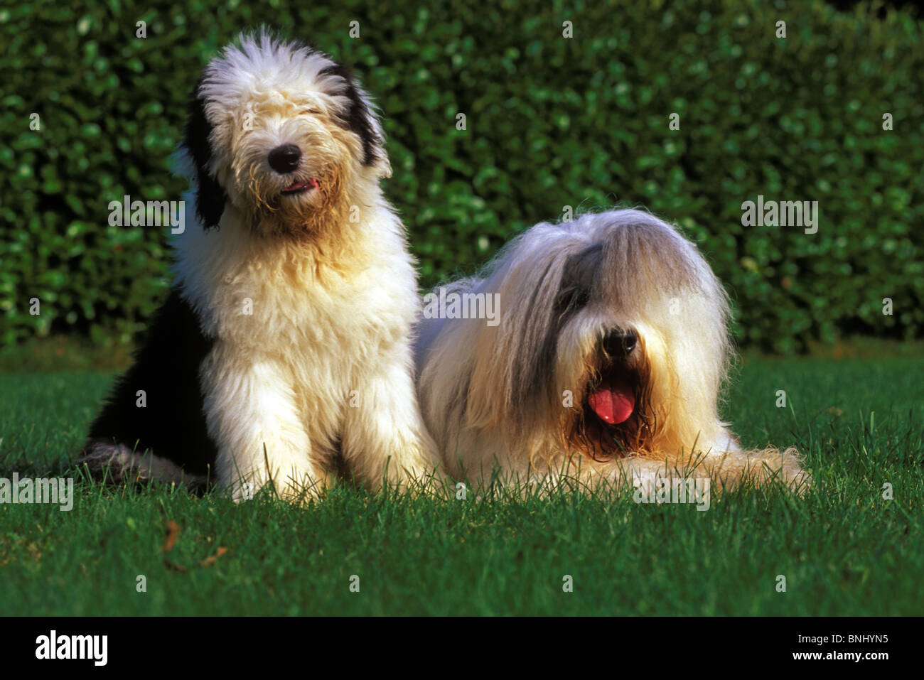 Bobtail Old English Sheepdog Puppy Animal Animals domestic dog pet ...