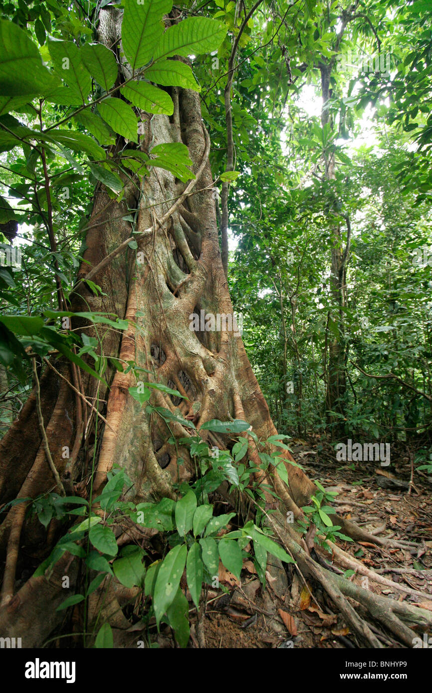 Strangler fig in a tropical rainforest, Monkey Trail, Puerto Princesa ...