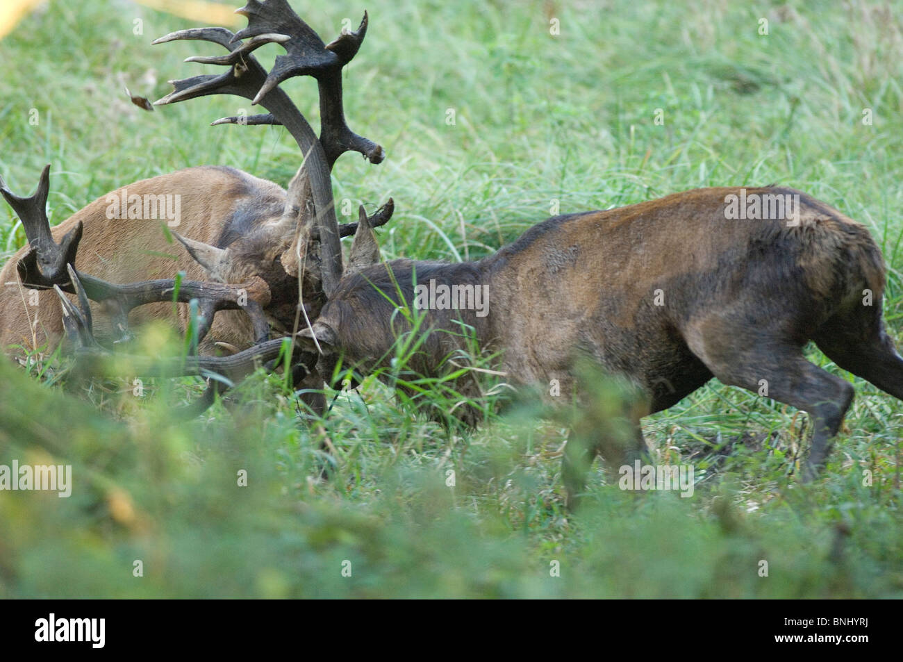 Male deers hi-res stock photography and images - Alamy