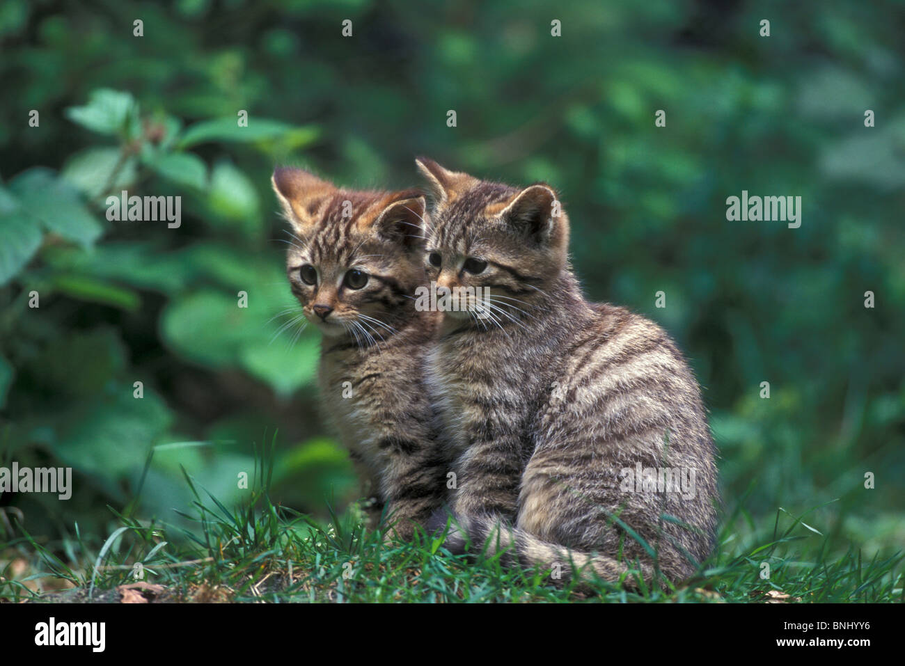 European Wildcat Felis silvestris Two kitten Animal Animals Young Cats ...