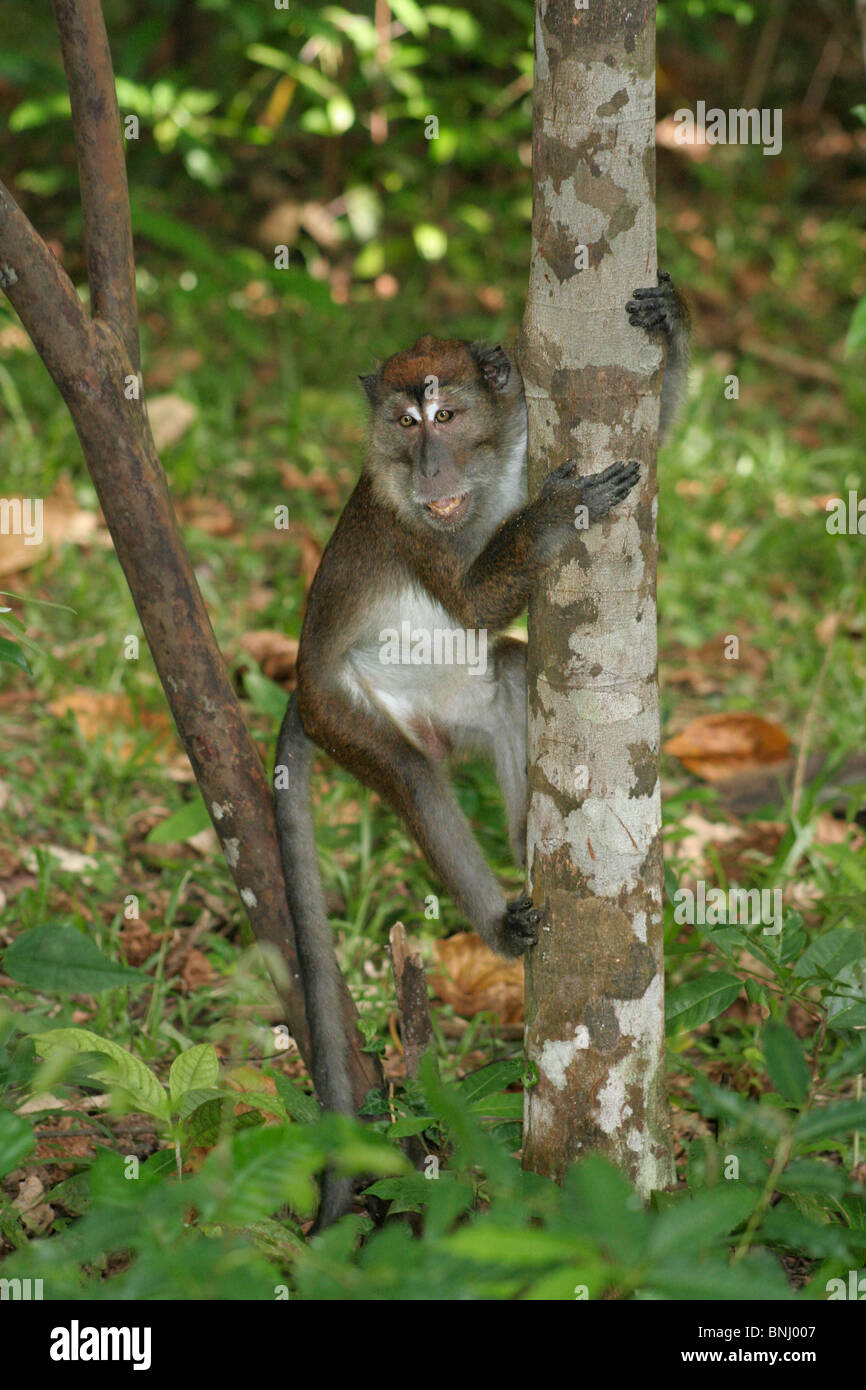 Long-tailed Macaque (Macaca fascicularis), , Palawan, Philippines Stock ...