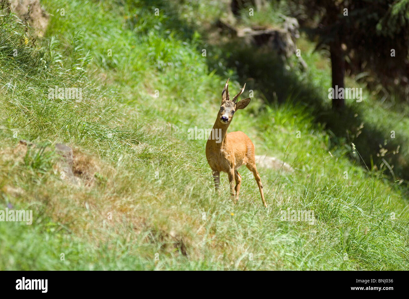 Europaean roe deer Capreolus capreolus Animal Animals male slope meadow ...