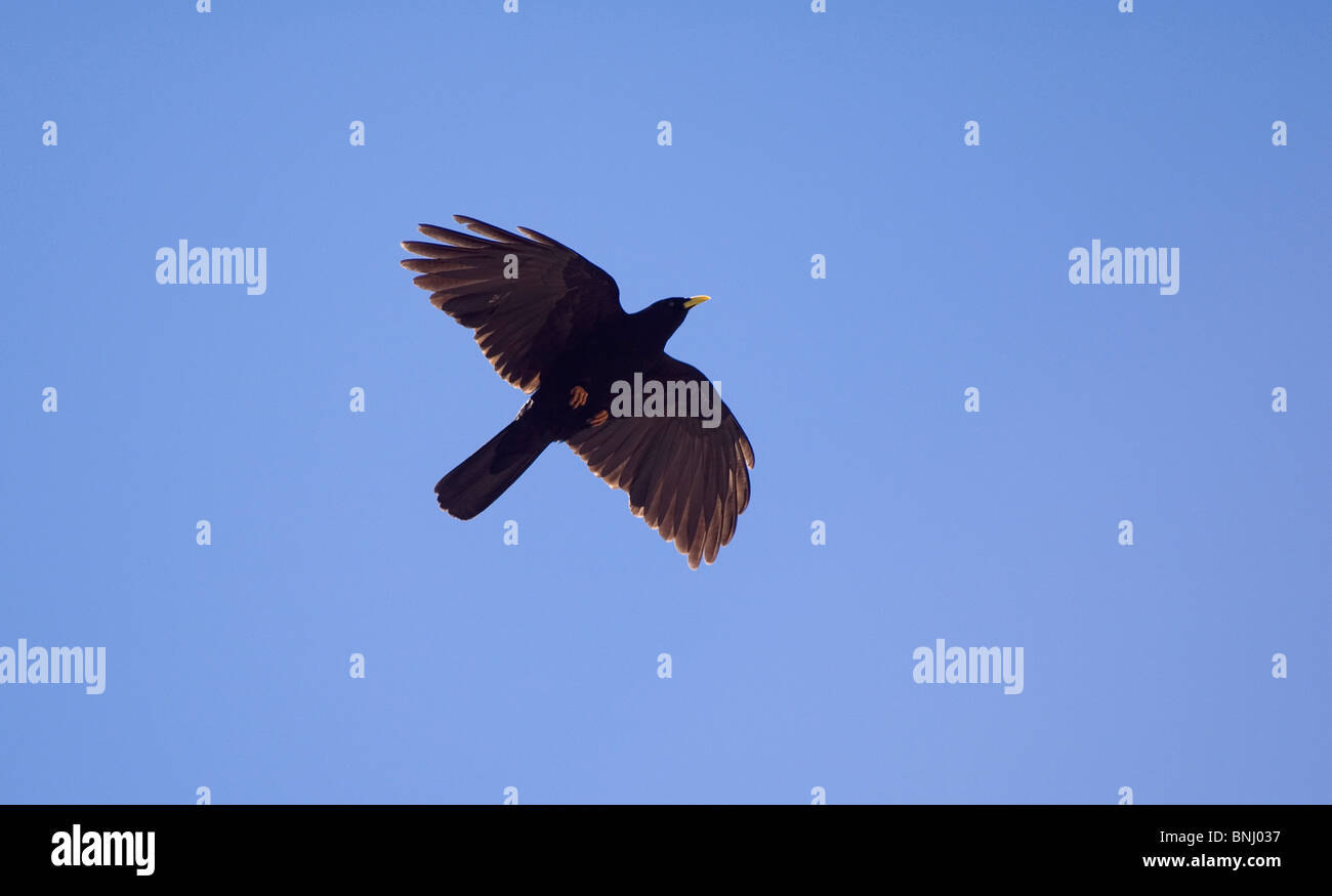 Alpine Chough flight Pyrrhocorax graculus Animal Animals flying blue ...