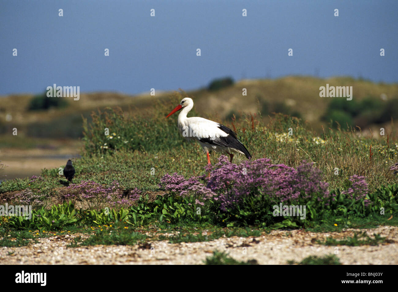 White stork Ciconia ciconia Animal Animals Bird Zwin nature reserve ...