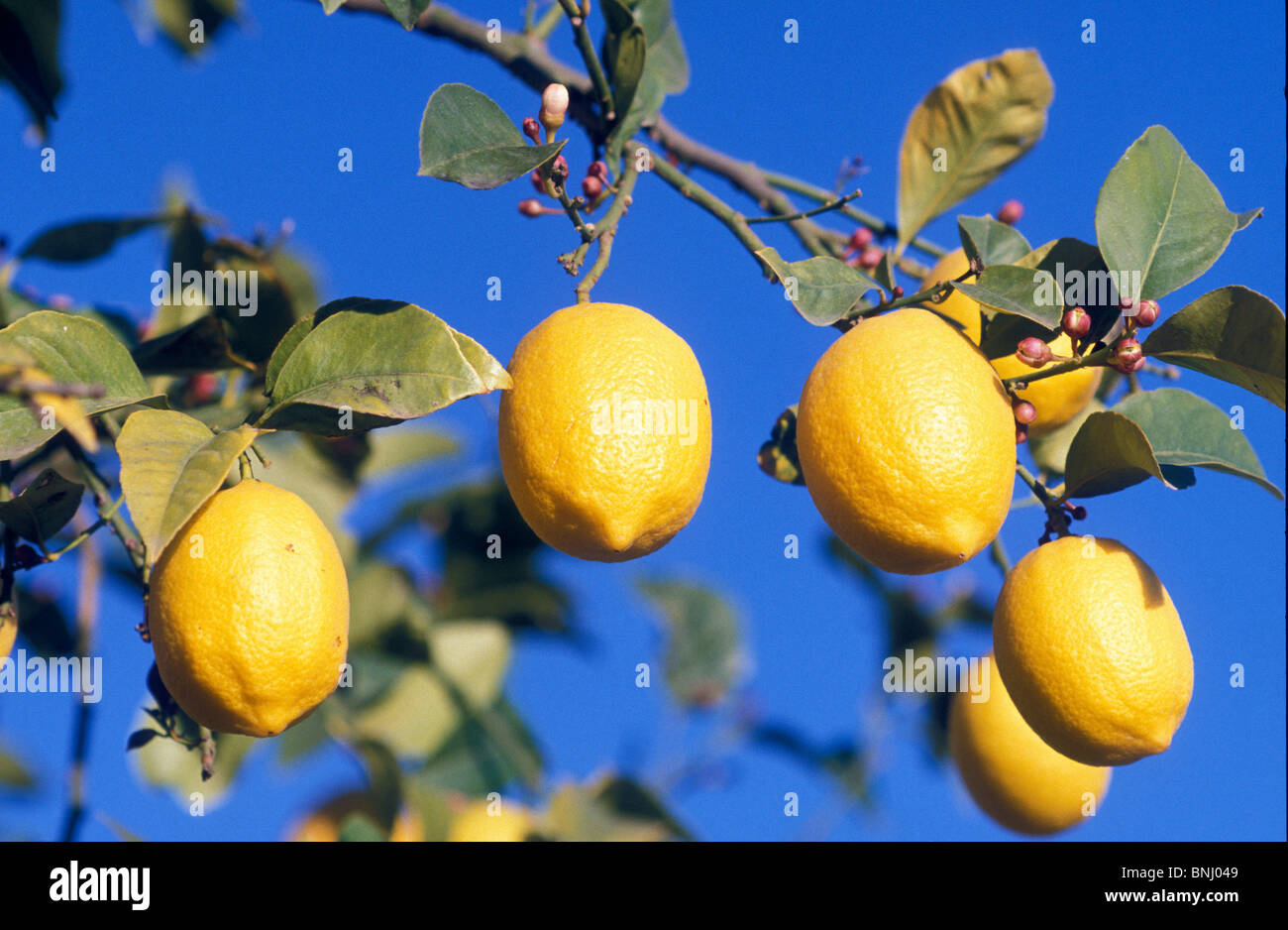 Lemon Citrus limon tree twig branch leafs leaves fruits yellow lemons ...