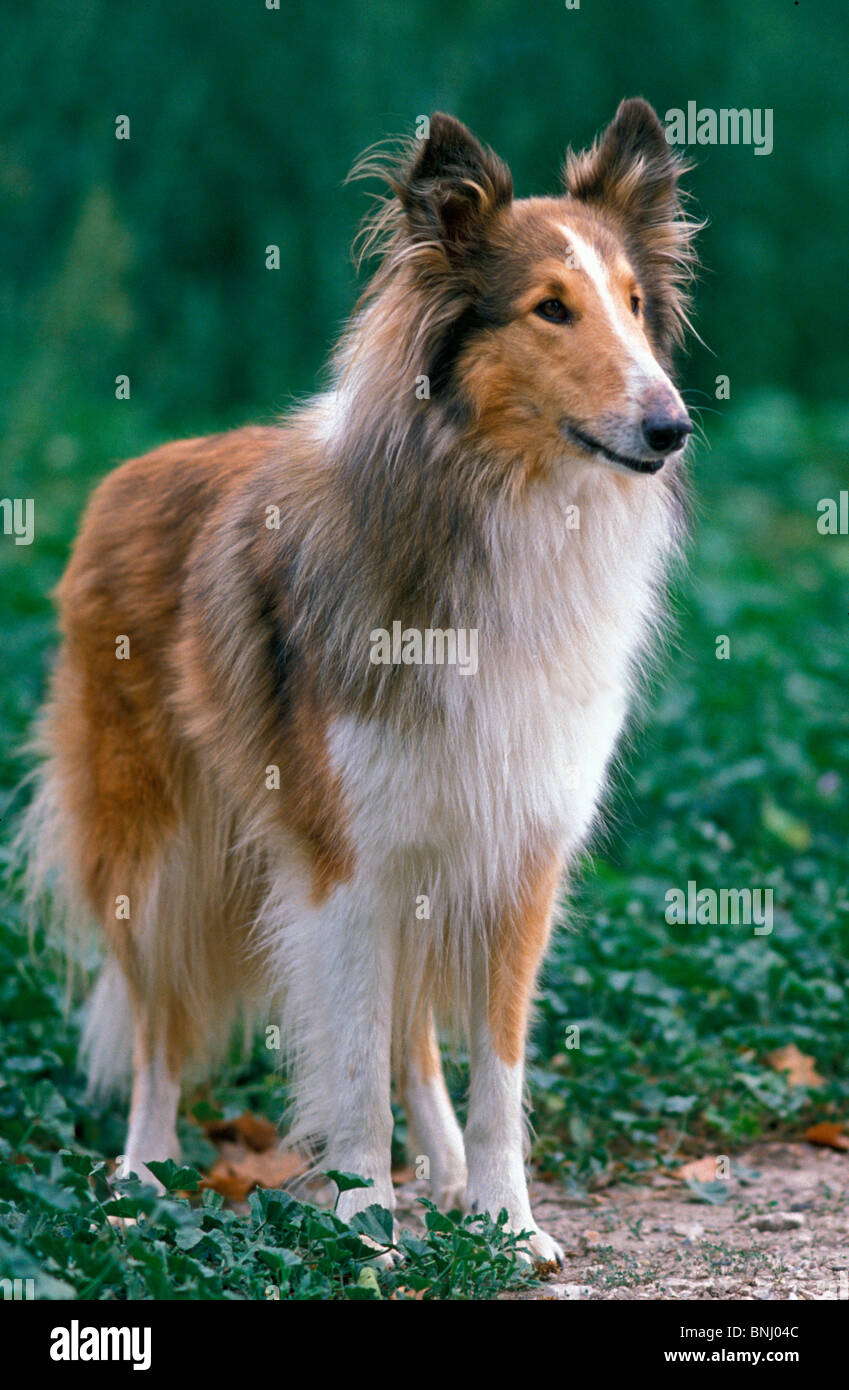 Rough Collie Animal Animals breed pet domestic dog outside outdoors ...