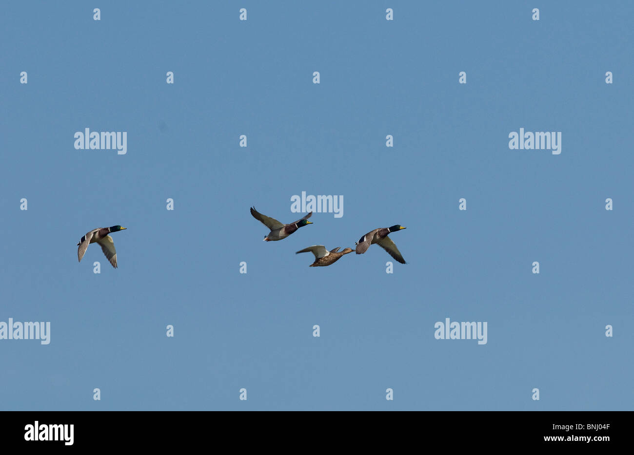 Flight animals hi-res stock photography and images - Alamy