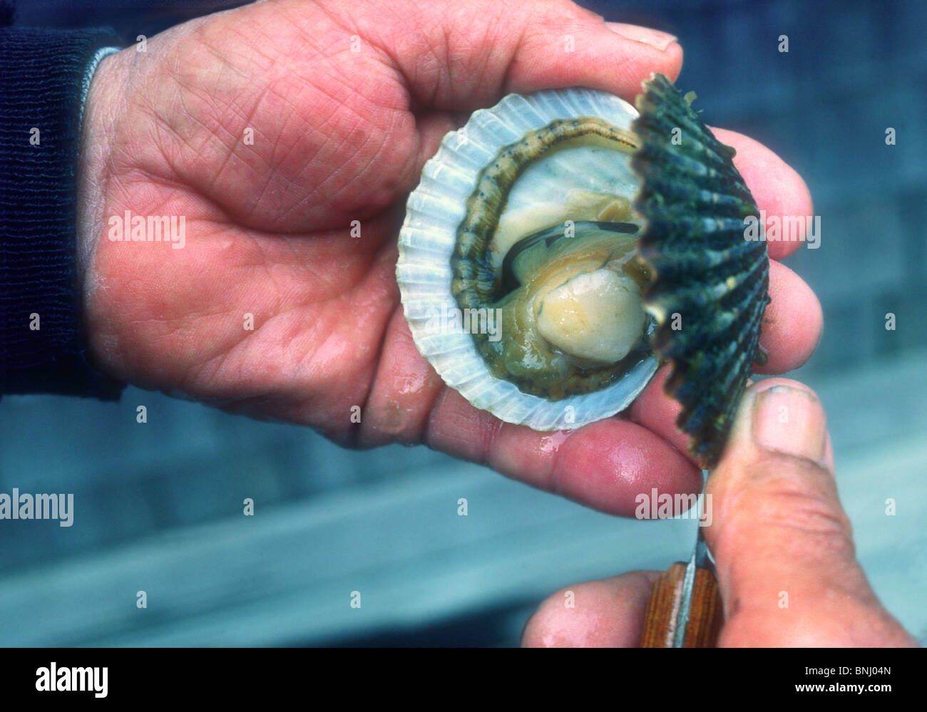 Opening scallop shell with a knife Stock Photo - Alamy