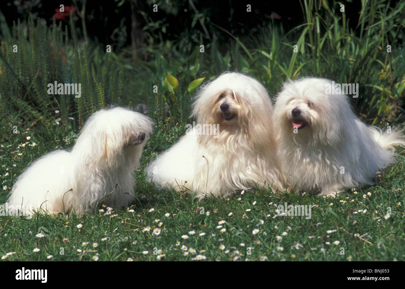 Coton de Tulear Animal Animals breed pet domestic dog outside outdoors ...