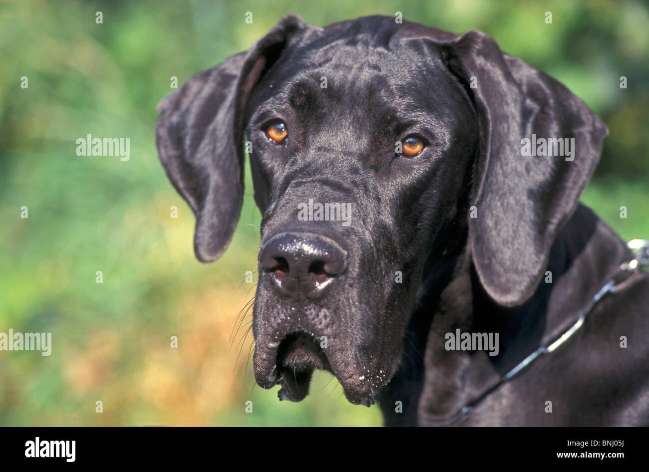 Great Dane Animal Animals breed pet domestic dog outside outdoors ...