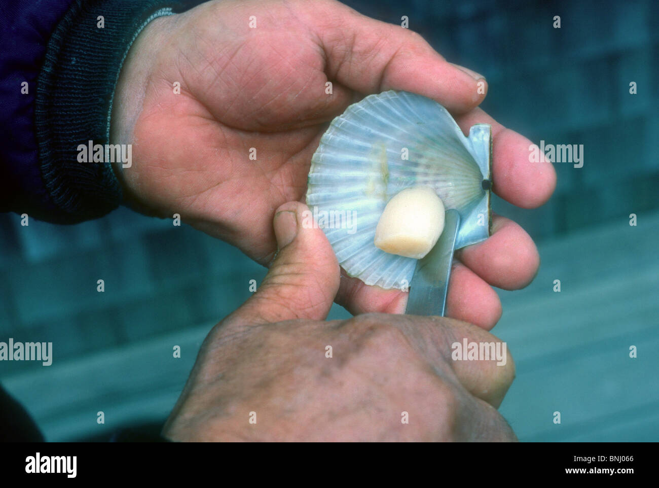 Opening scallop shell Stock Photo - Alamy