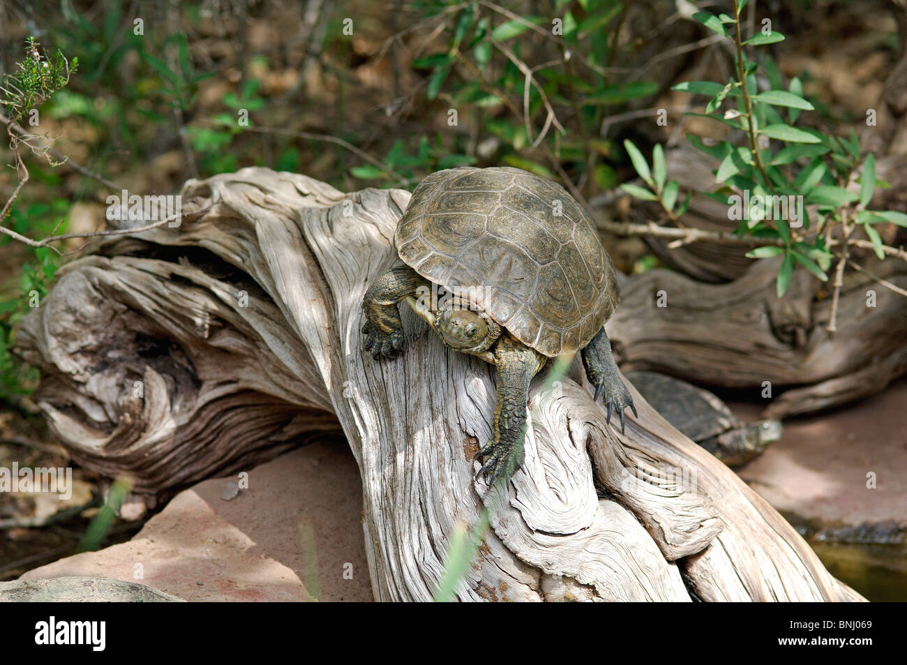Caspian Turtle Stripe-necked Terrapin Mauremys caspica Animal Animals ...