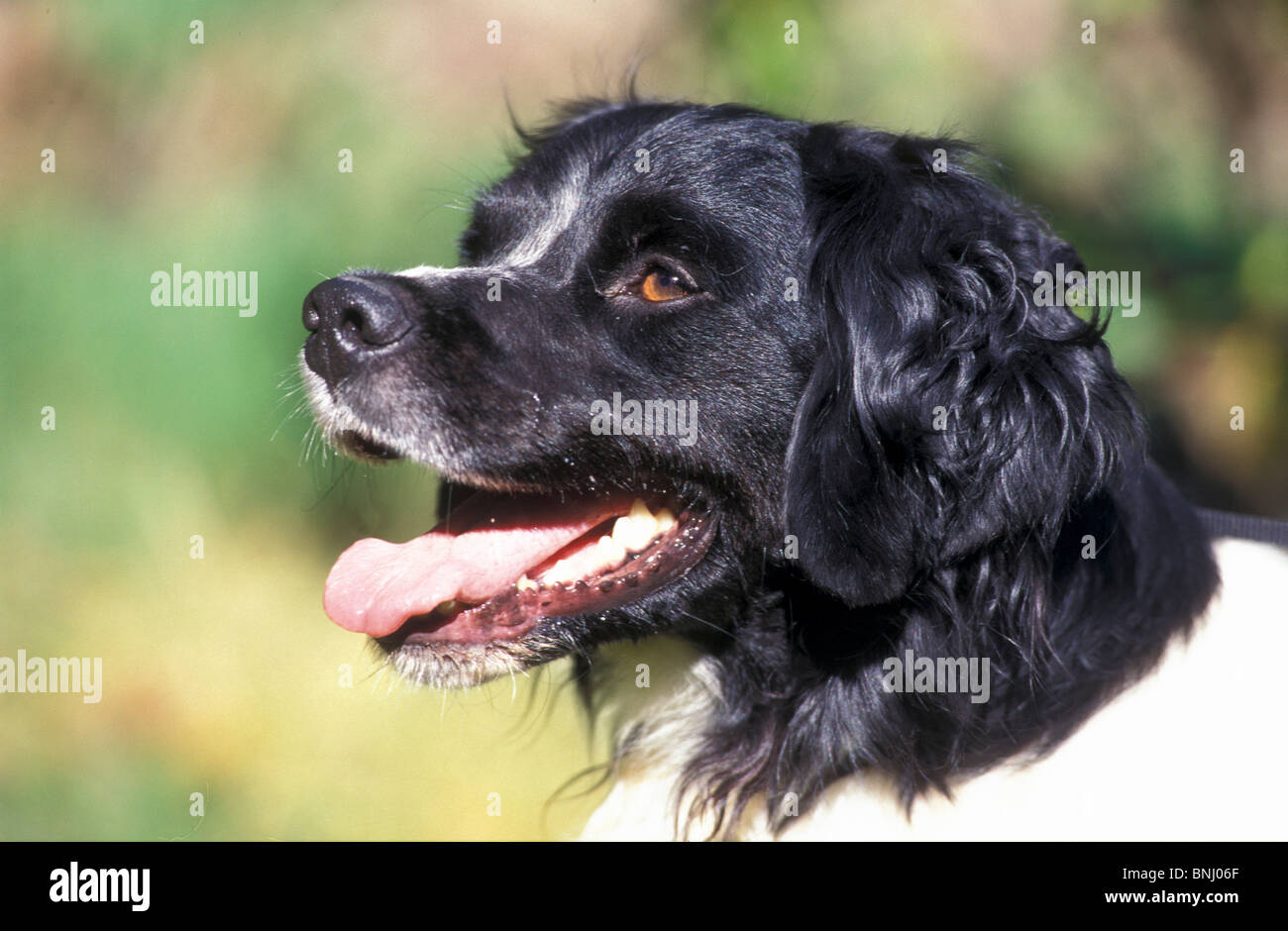 Epagneul Breton Animal Animals breed pet domestic dog outside outdoors ...