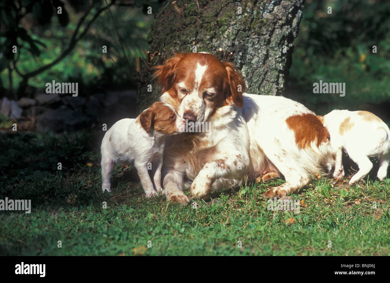 Epagneul Breton Animal Animals breed pet domestic dog outside outdoors ...