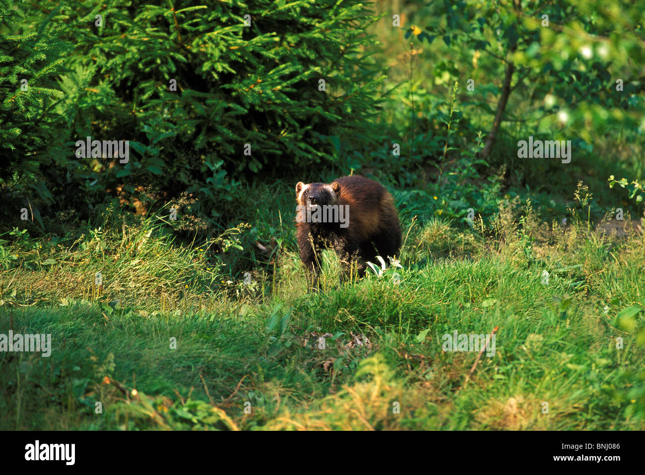 Wolverine Sweden Gulo gulo Animal Animals green plants nature wildlife ...