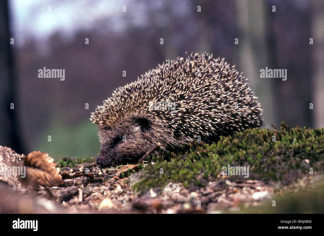 West European Hedgehog Erinaceus europaeus Animal Animals nature ...