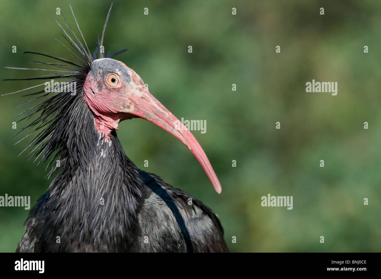 Northern Bald Ibis Geronticus eremita Animal Animals portrait bird ...