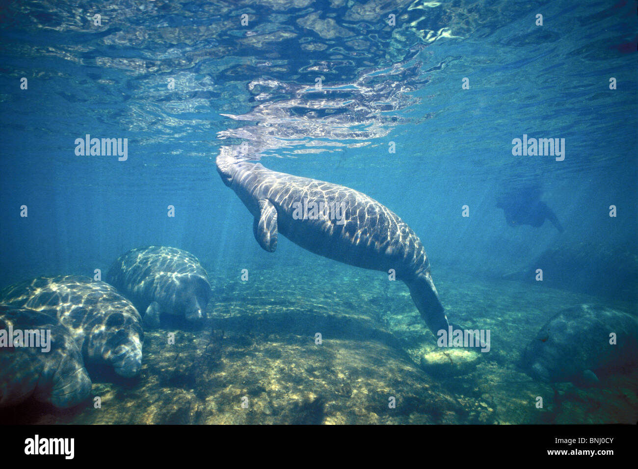 Manatee Florida Trichechus manatus Animal Animals underwater water ...