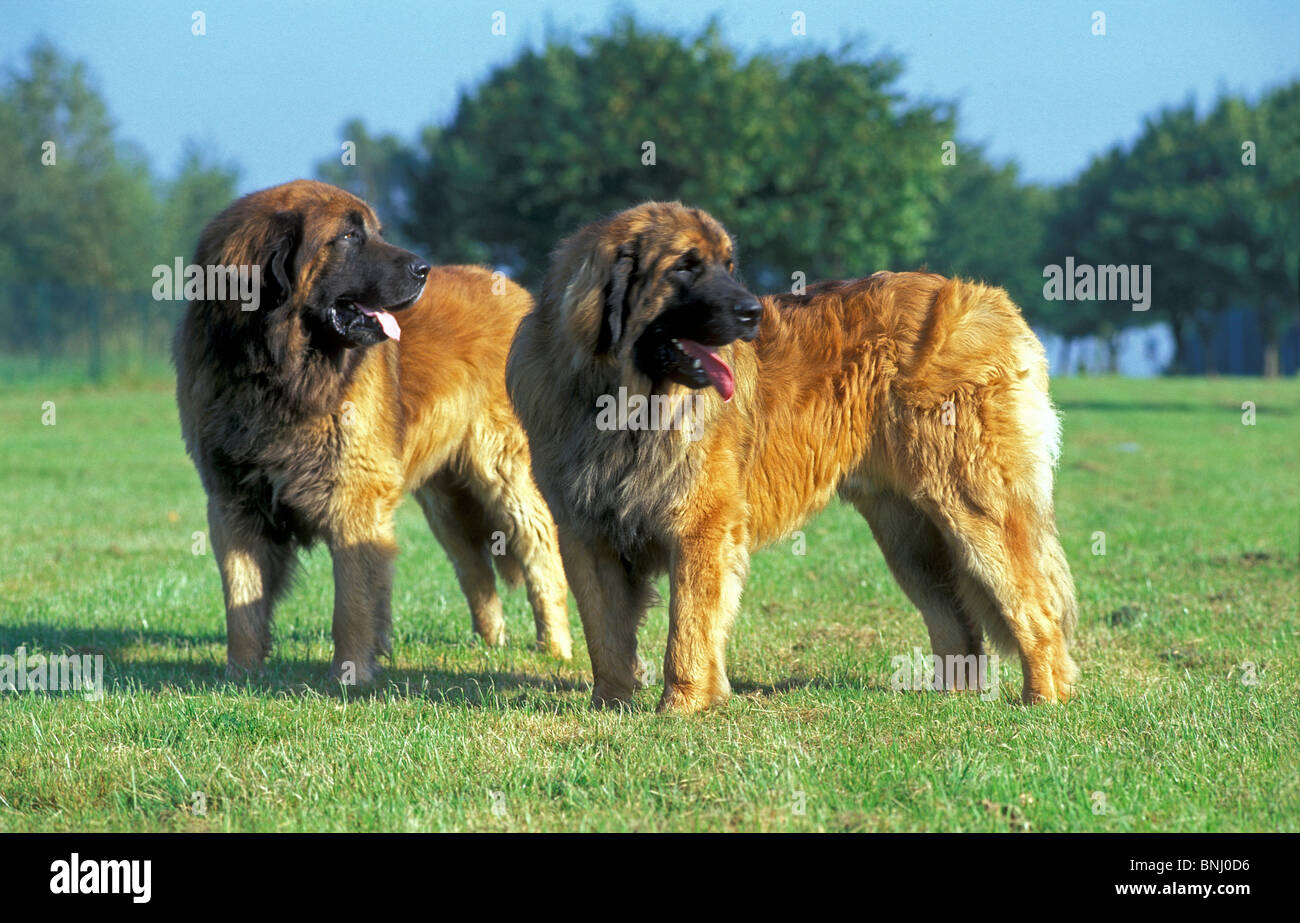 Leonberger leonberg animal animals breed hi-res stock photography and ...