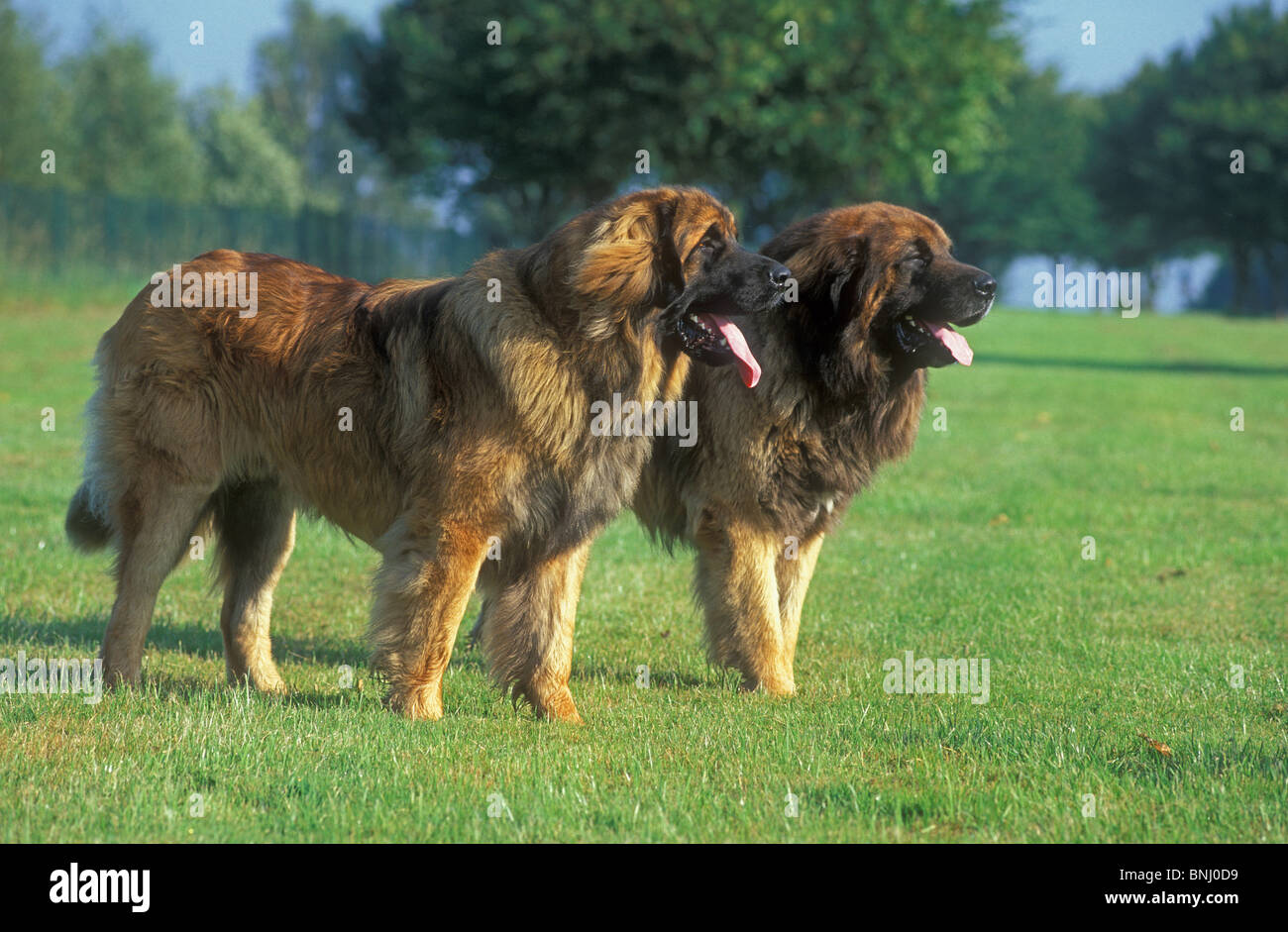 Leonberger Leonberg Animal Animals breed pet domestic dog outside ...