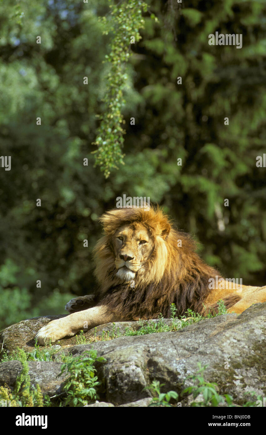 Lion Panthera leo Animal Animals male lying Stock Photo - Alamy