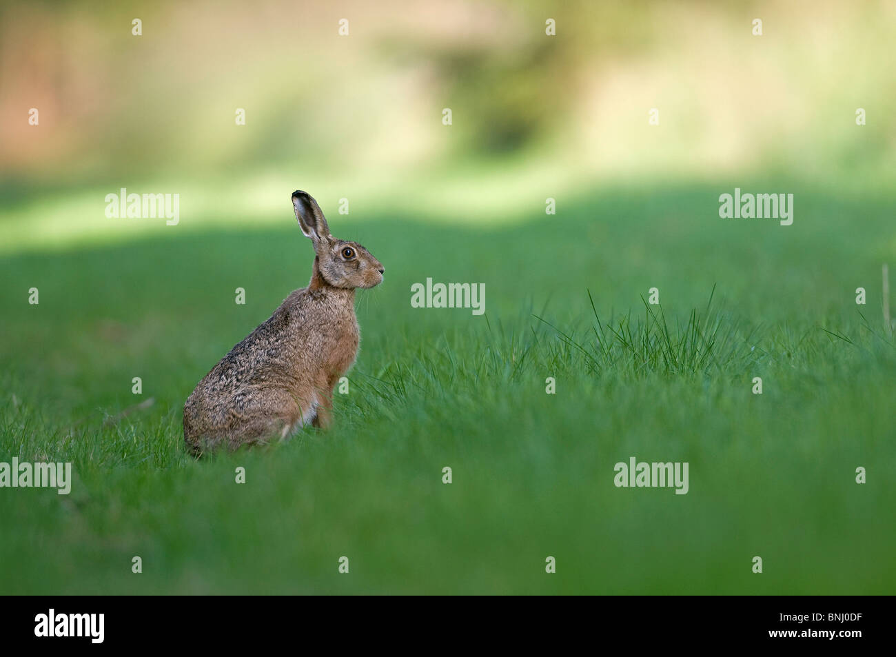 European hare Lepus europaeus Animal Animals lawn nature meadow one ...