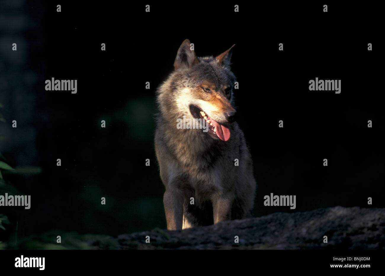Eurasian Wolf Canis lupus Animal Animals one Stock Photo - Alamy
