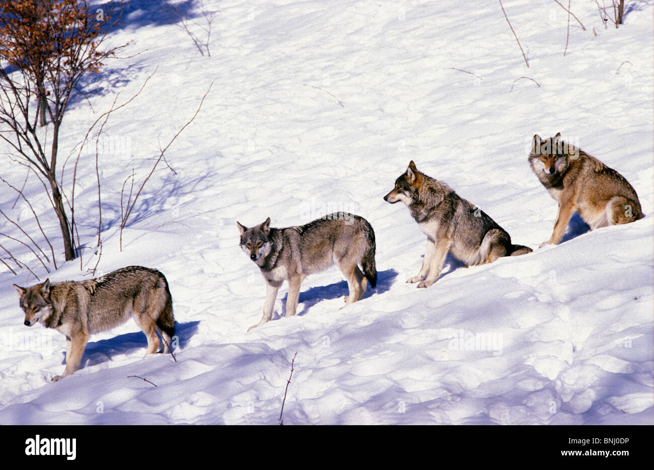 Eurasian Wolf Canis lupus Animal Animals winter wolves pack snow nature ...