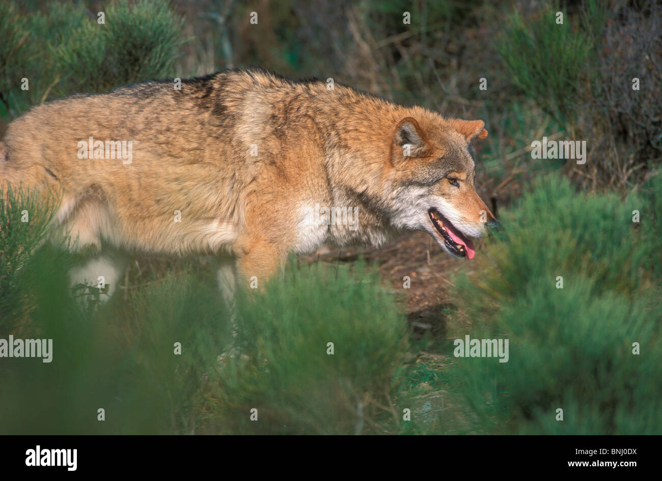 Gray Wolf Canis lupus Animal Animals one Stock Photo - Alamy