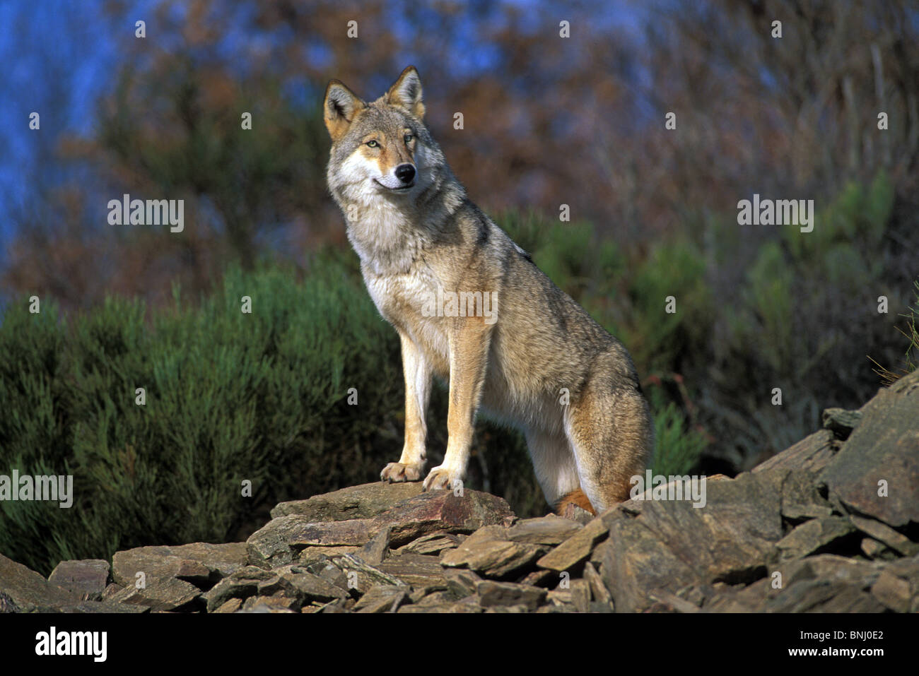 Gray Wolf Canis lupus Animal Animals one Stock Photo - Alamy