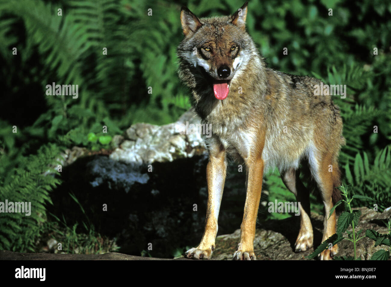 Eurasian Wolf Canis lupus Animal Animals nature green plants fern Stock ...