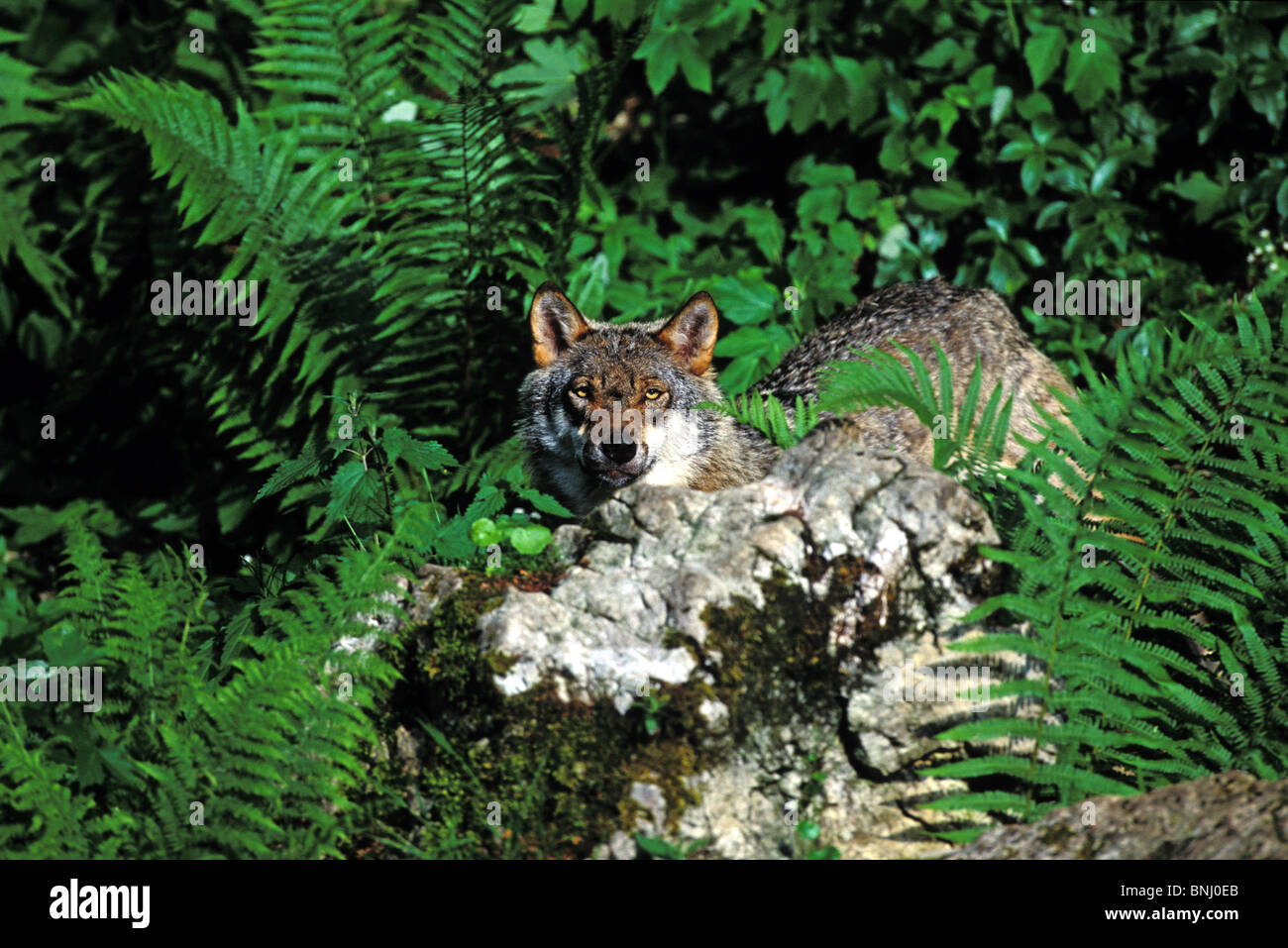 Eurasian Wolf Canis lupus Animal Animals nature green plants fern Stock ...