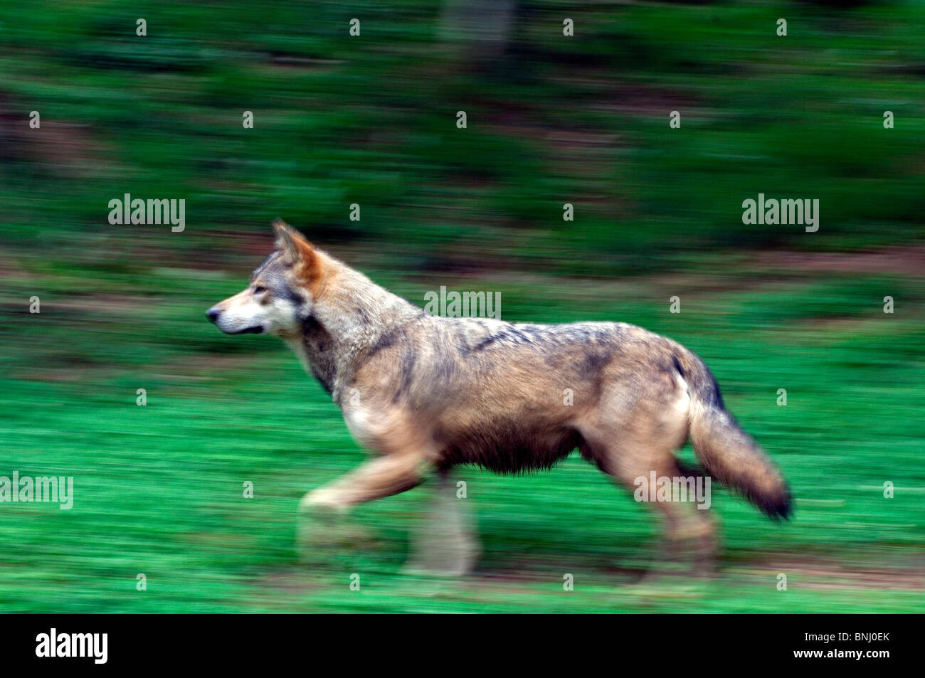 Gray Wolf Canis lupus Animal Animals adult running blurred Stock Photo ...