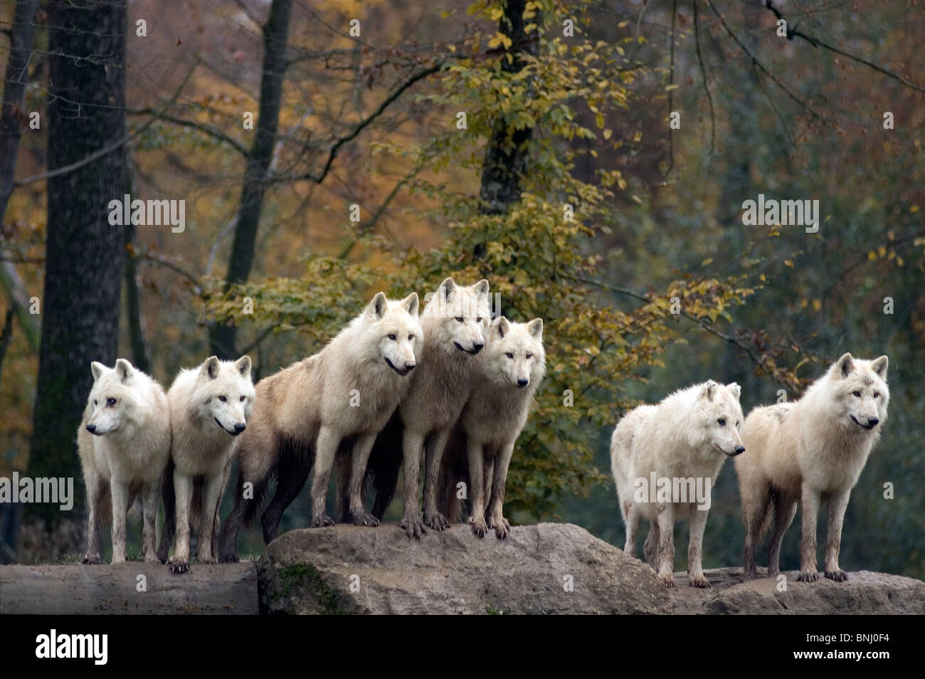 Arctic wolf Canis lupus Animal Animals autumn group pack white rock ...