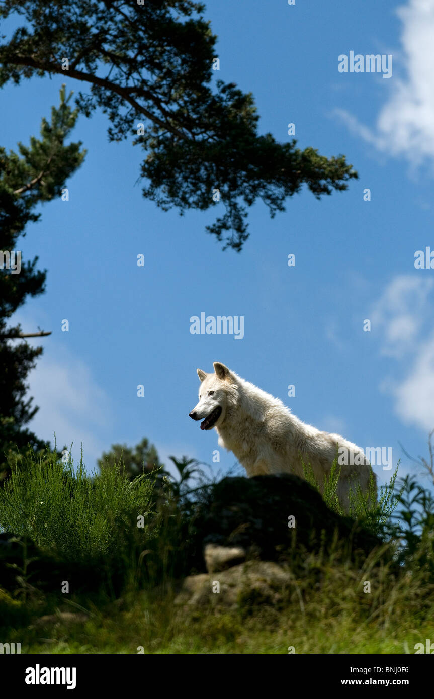 Arctic wolf Canis lupus Animal Animals white nature landscape Stock ...