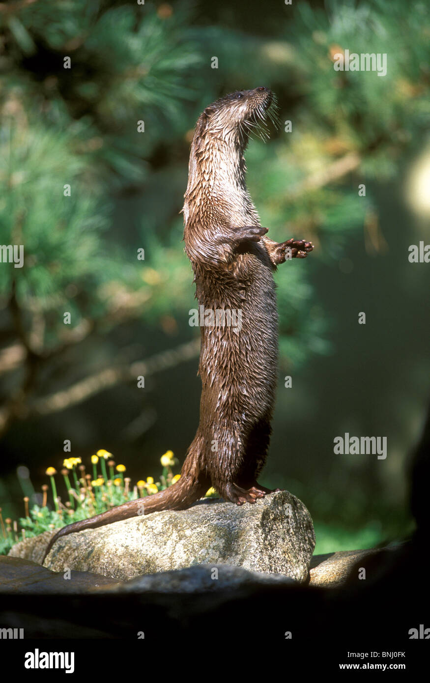 European otter Lutra lutra Animal Animals upright standing one Stock ...