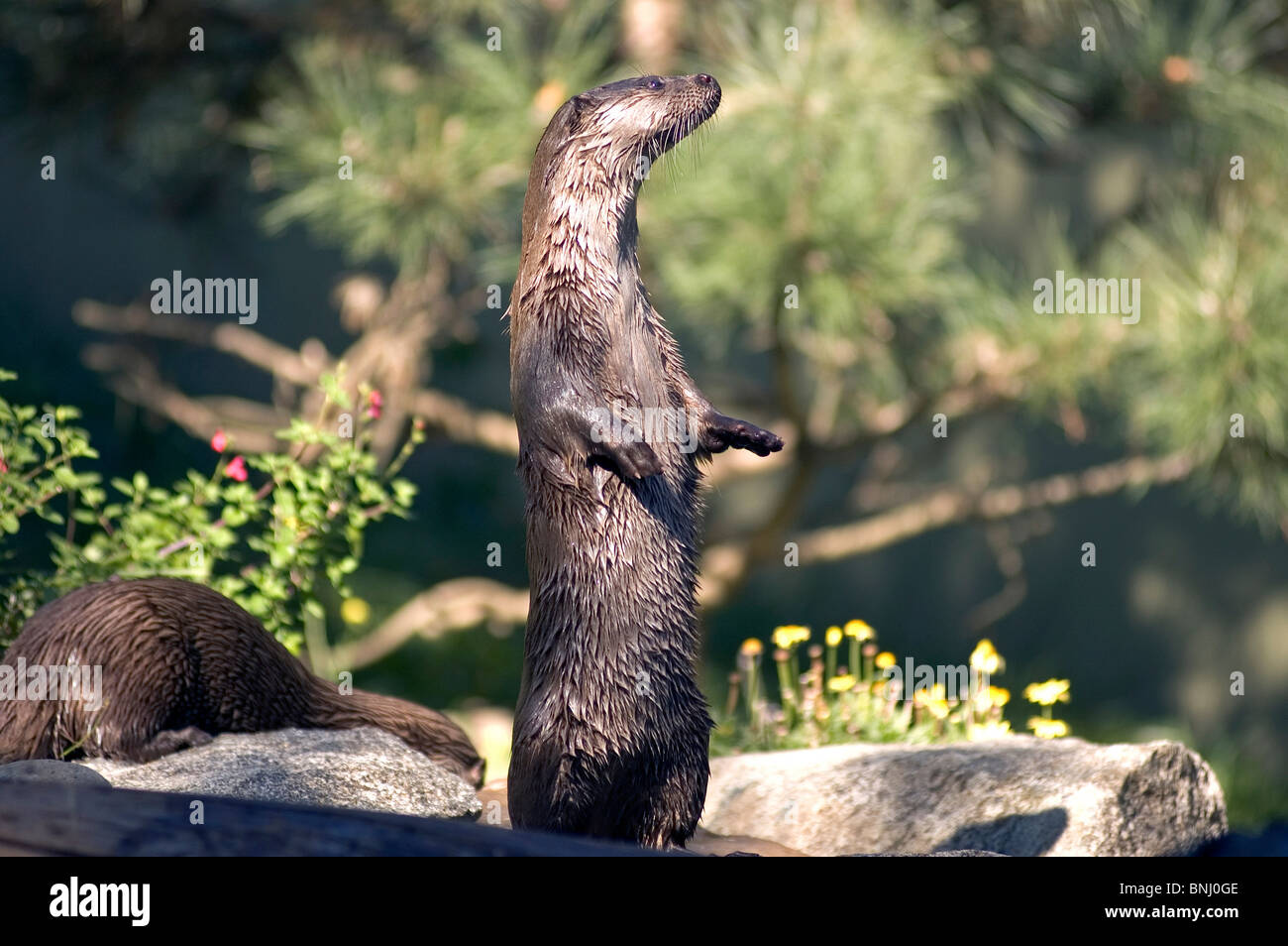 Upright otter hi-res stock photography and images - Alamy