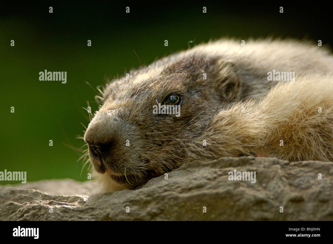 Alpine Marmot Marmota marmota Animal Animals alps mountains lying Stock ...