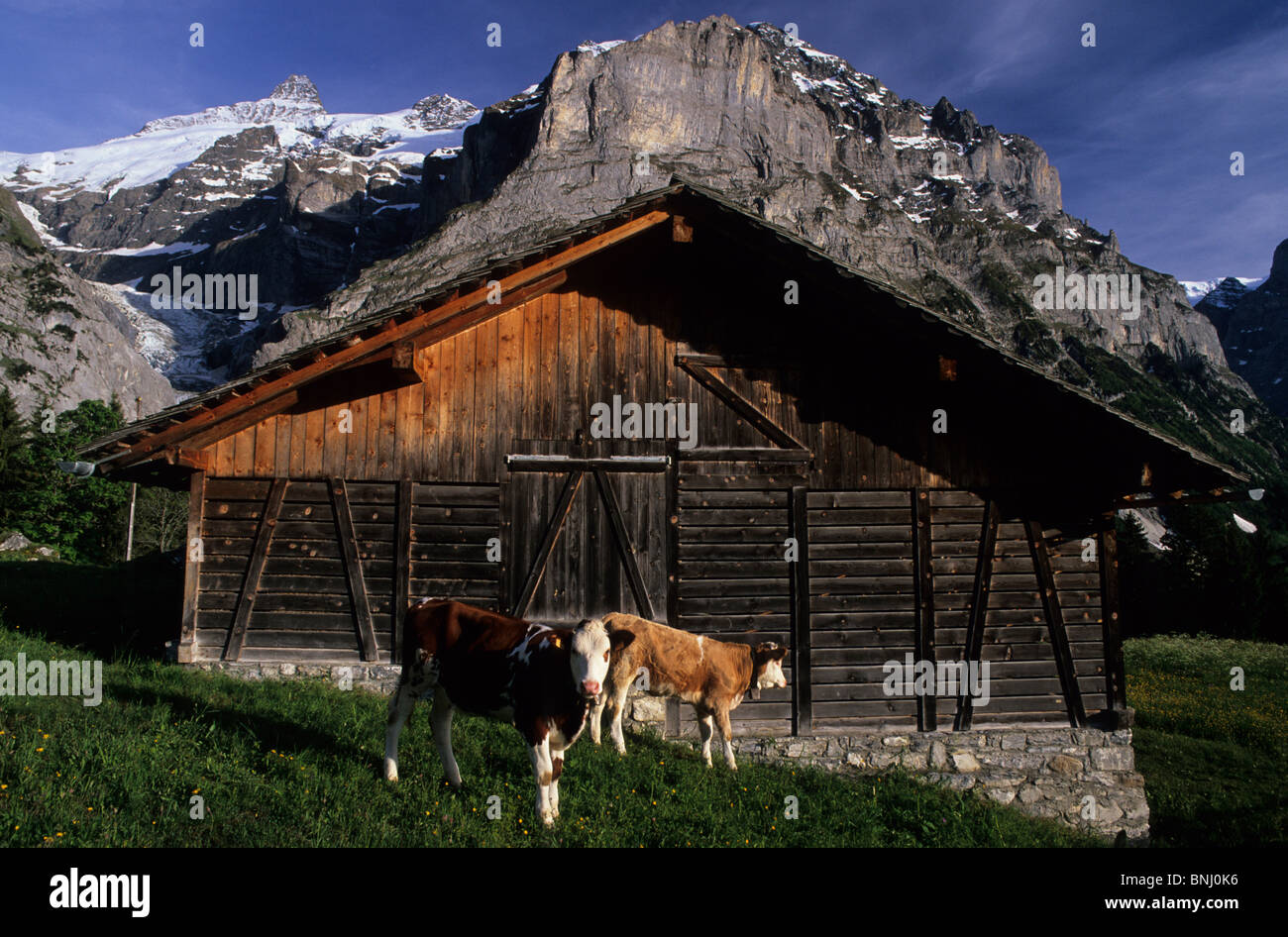 Europe Switzerland Canton of Bern Bernese Oberland Grindelwald mountain ...