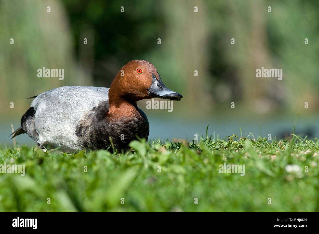 Common Pochard Aythya ferina Animal Animals Duck lawn Stock Photo - Alamy