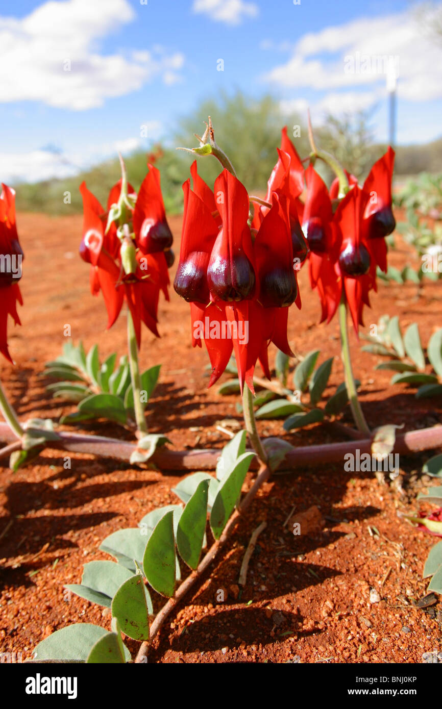 Sturt Desert Pea. Northern Territory Australia Stock Photo - Alamy