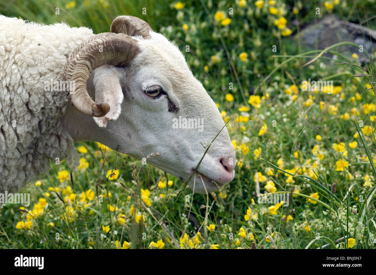Animal side face hi-res stock photography and images - Alamy