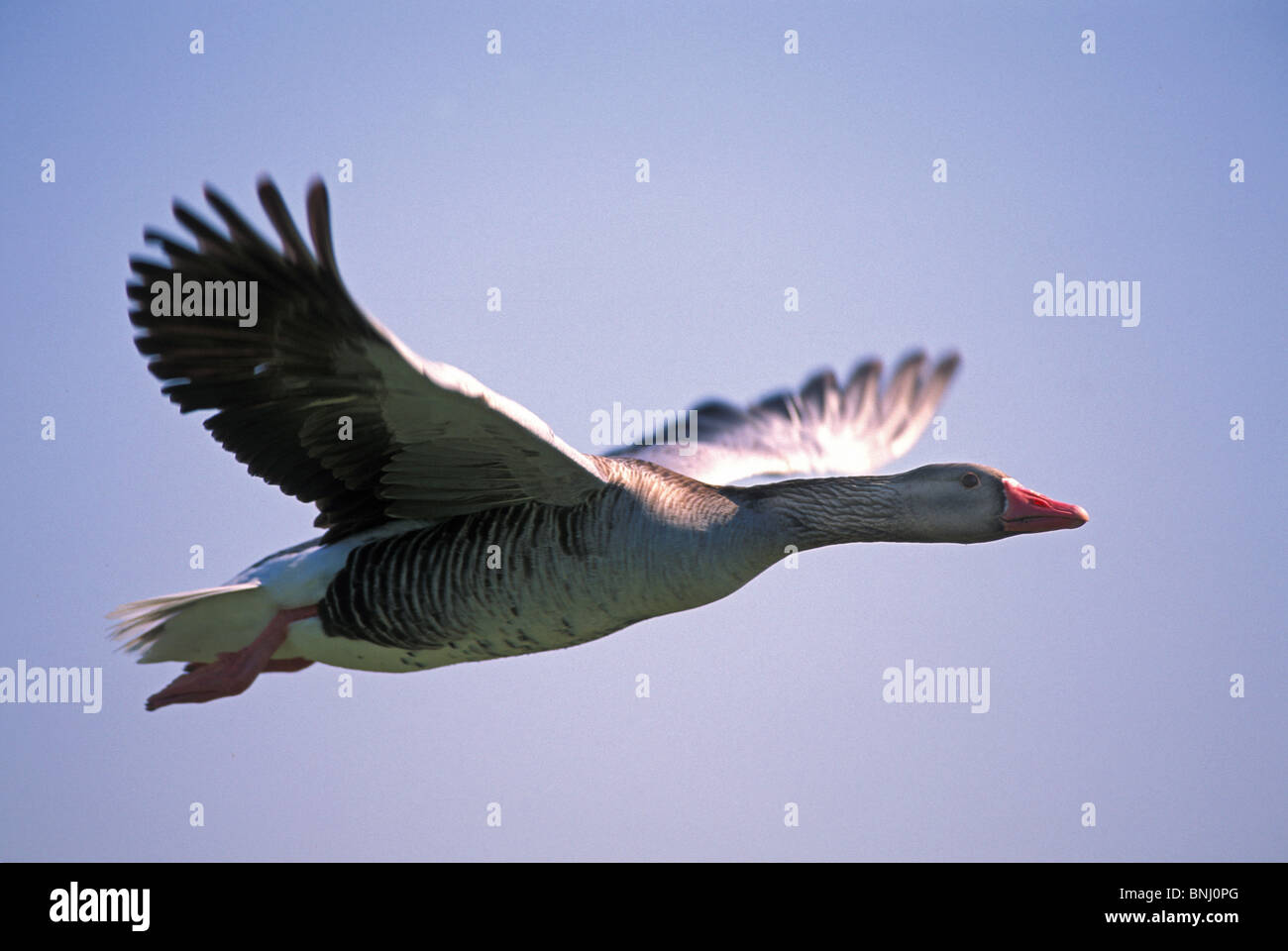 Greylag goose Anser anser Animal Animals bird coast nature flying ...