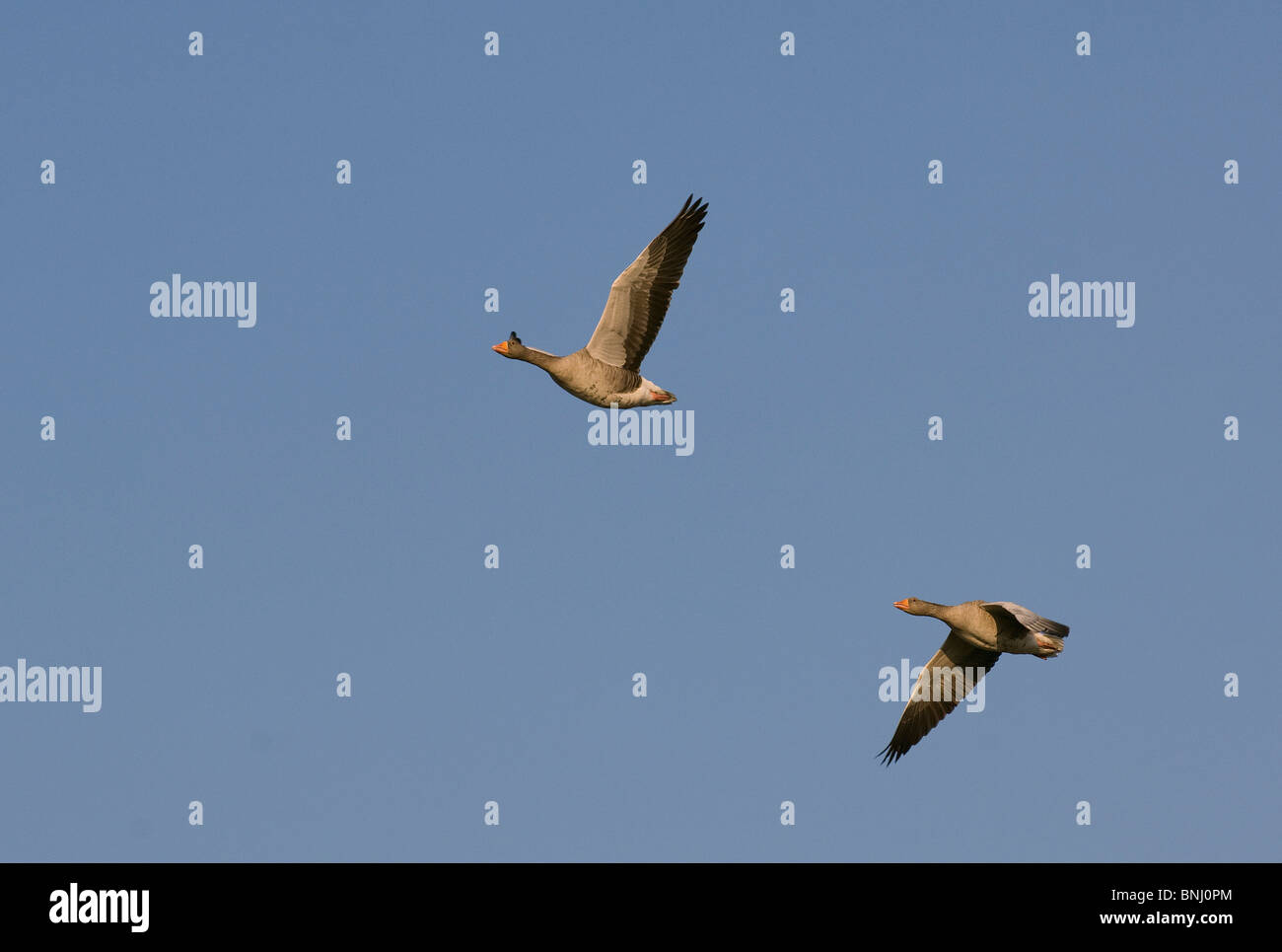 Greylag goose Anser anser Animal Animals bird coast nature flying ...