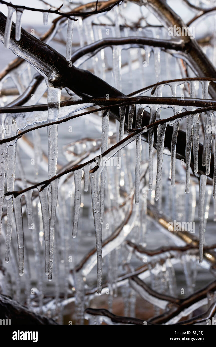 Trees Cold Eco ice Icicle Nature Season Water Winter Freeze Frozen ...