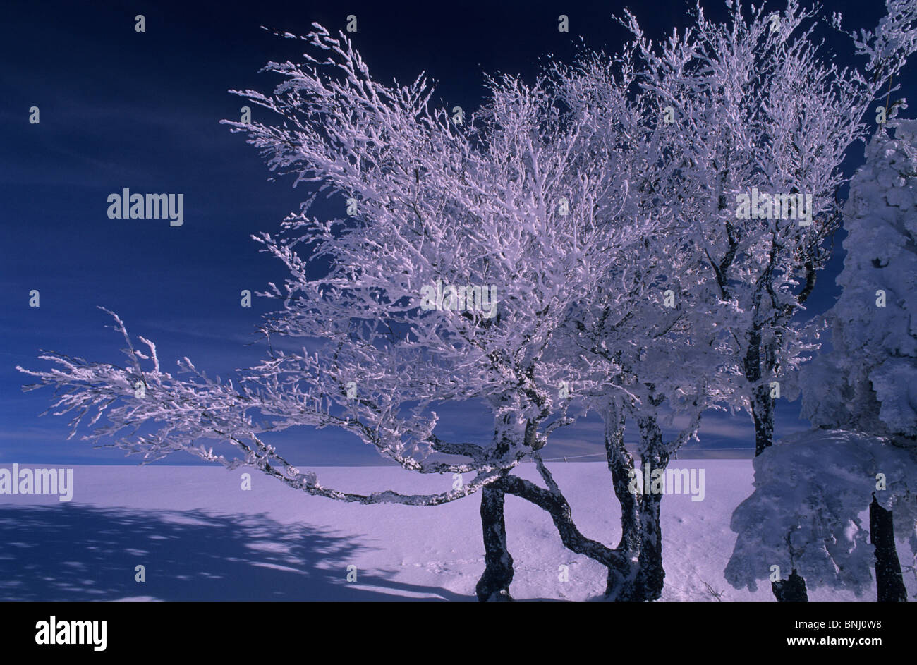 Europe Switzerland Canton of Neuchatel Jura mountains Le Soliat winter ...